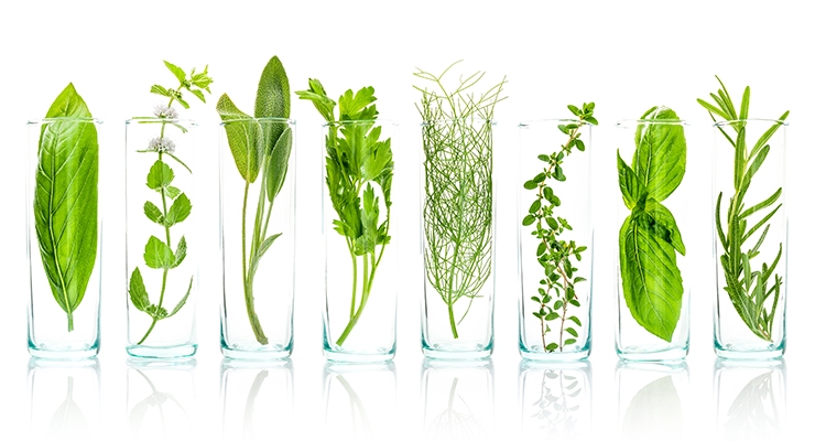 Botanical Science: TCM Plant Extract Library & Chamomile for Skin ...