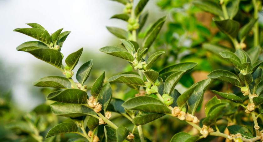 Bioavailability of Ashwagandha Extract Linked to Withanolide Glycosides ...