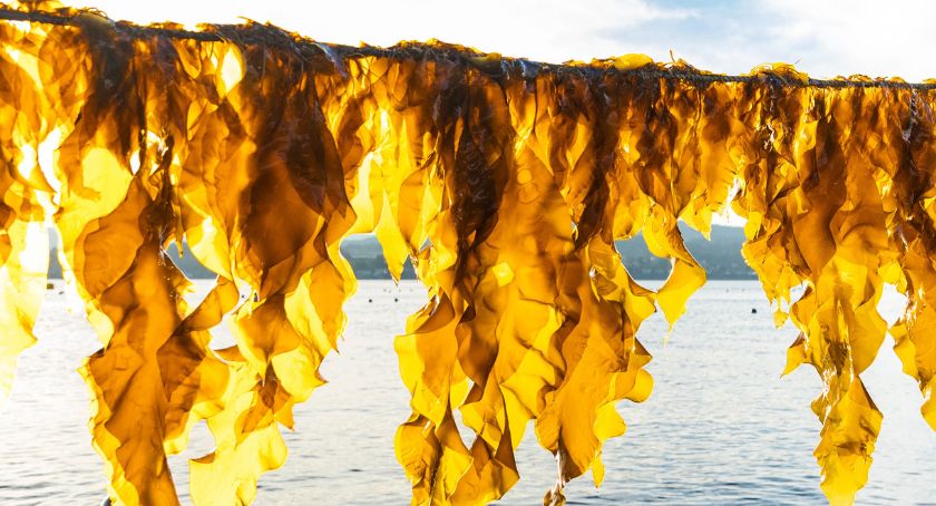 Oceanium Launches Seaweed-Based Prebiotic - Nutraceuticals World