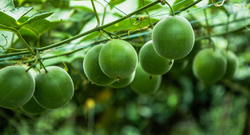 how does monk fruit grow